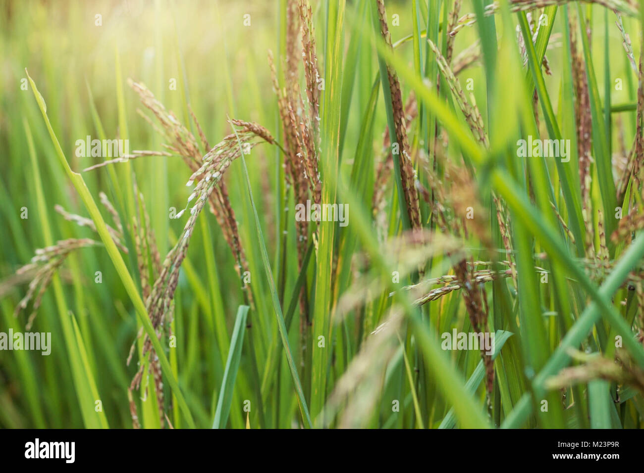 Rice growing in the field with nature Stock Photo - Alamy
