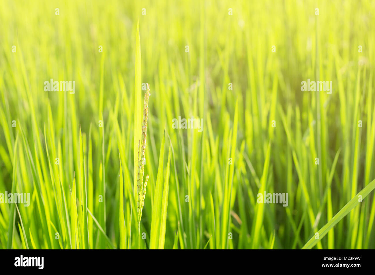 Growing rice leaves with natural green background Stock Photo - Alamy