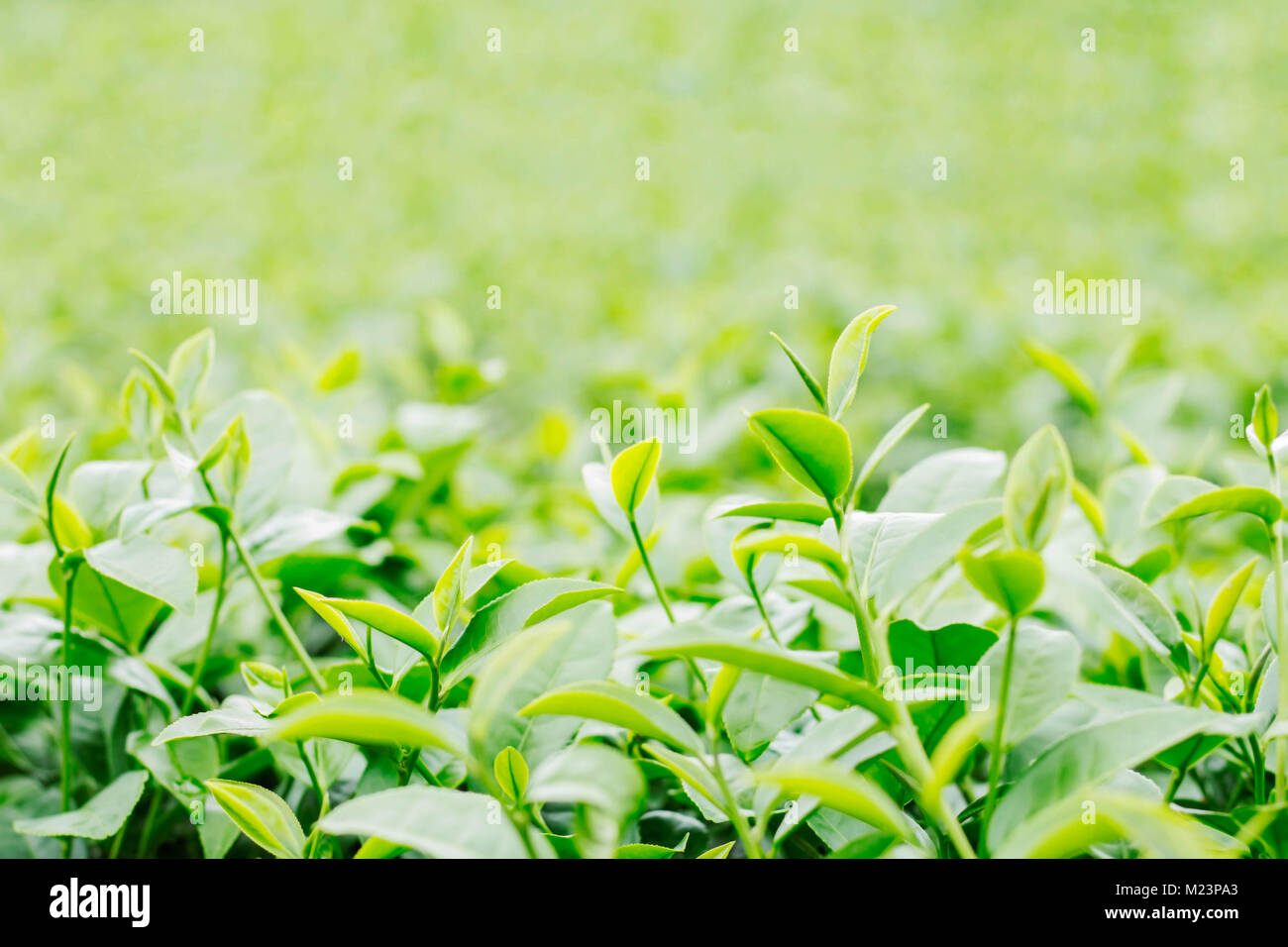 Young tea leaves in plantation with the freshness of nature Stock Photo ...