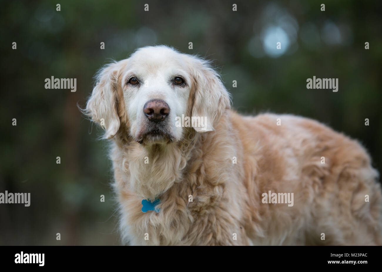 Elderly Golden Retriever Stock Photo - Alamy