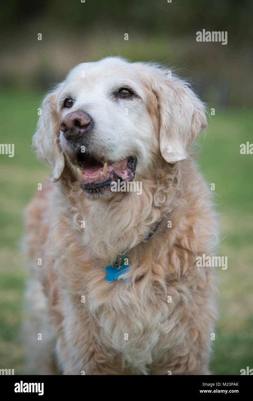 Elderly golden retriever hi-res stock photography and images - Alamy