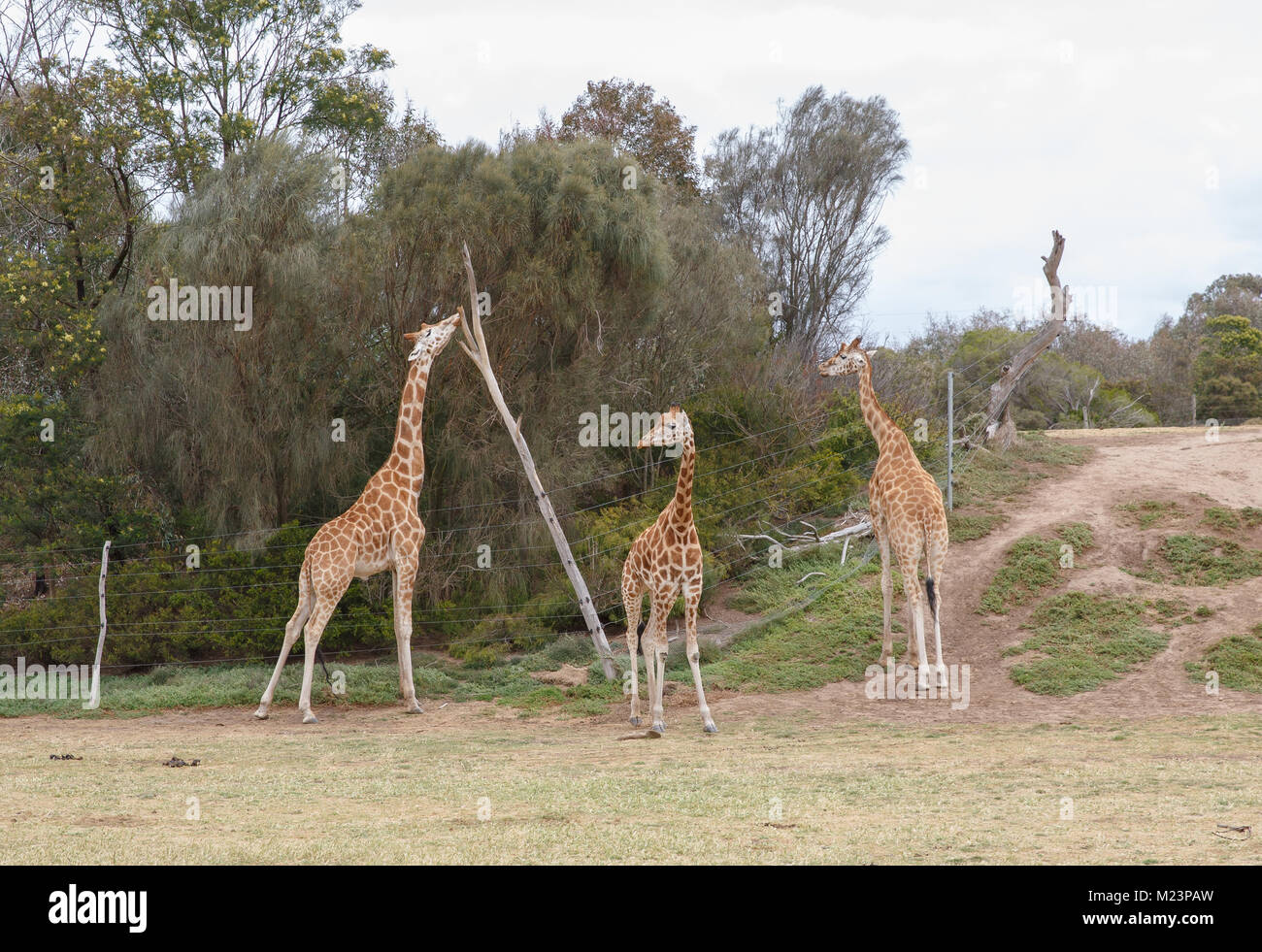 Giraffes at Werribee Open Range Zoo Stock Photo - Alamy