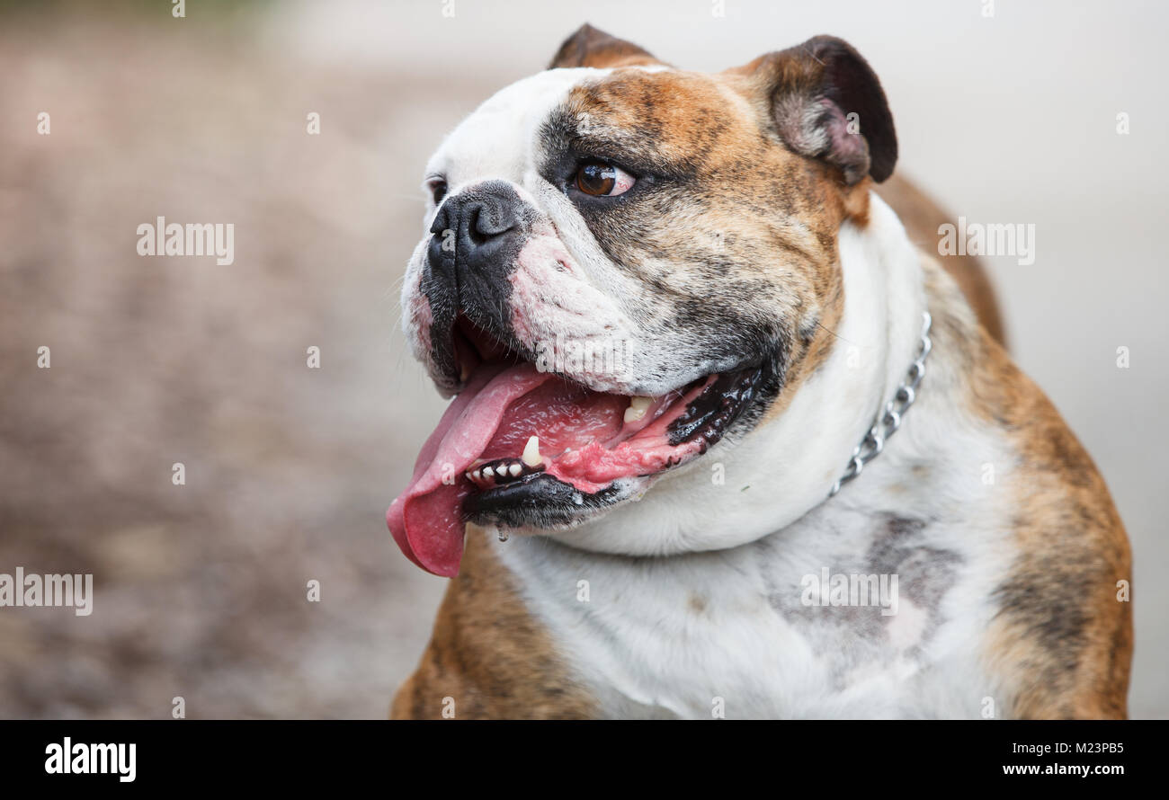 Fat bulldog hi-res stock photography and images - Alamy