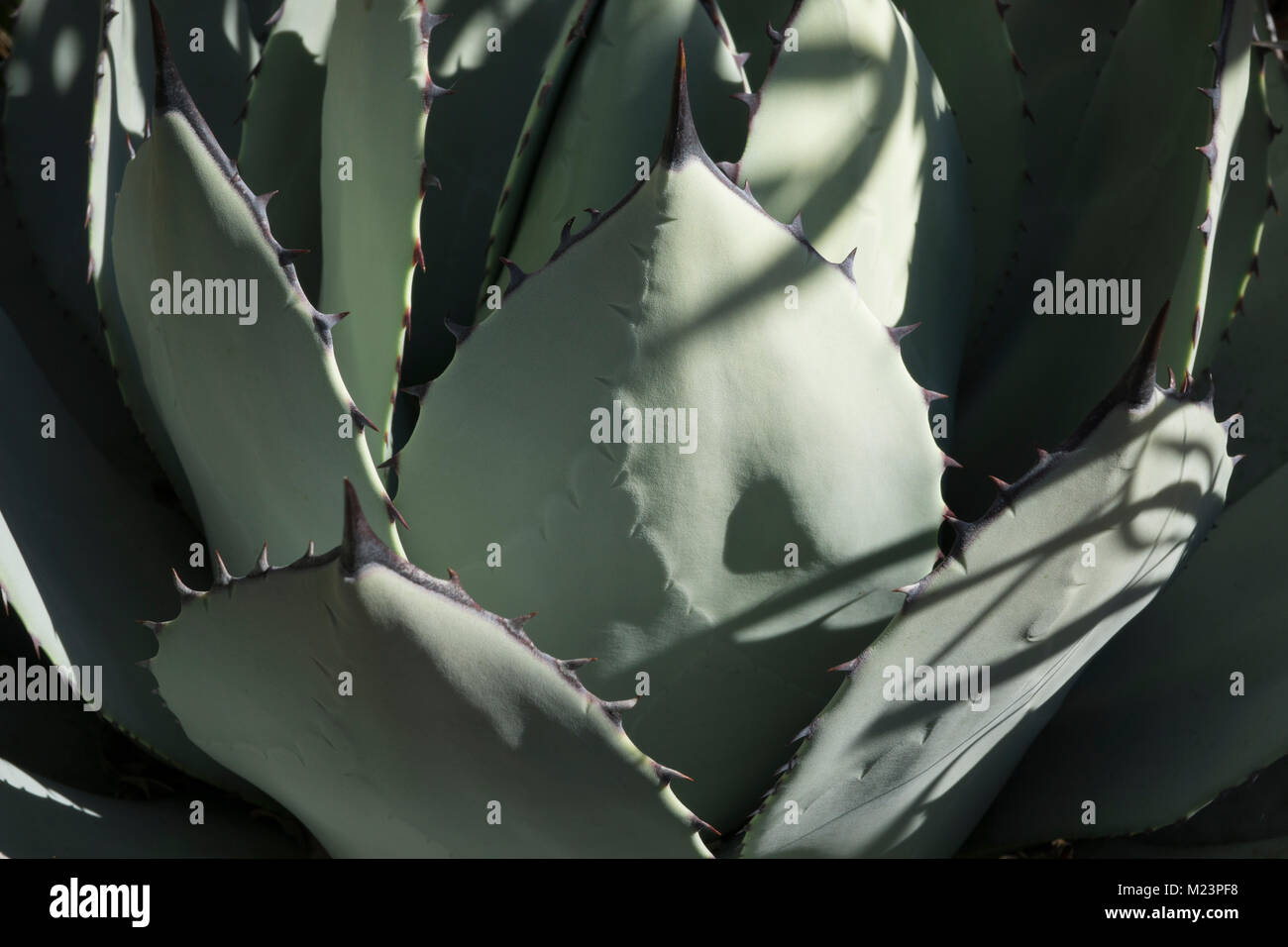 Parry's agave hi-res stock photography and images - Alamy