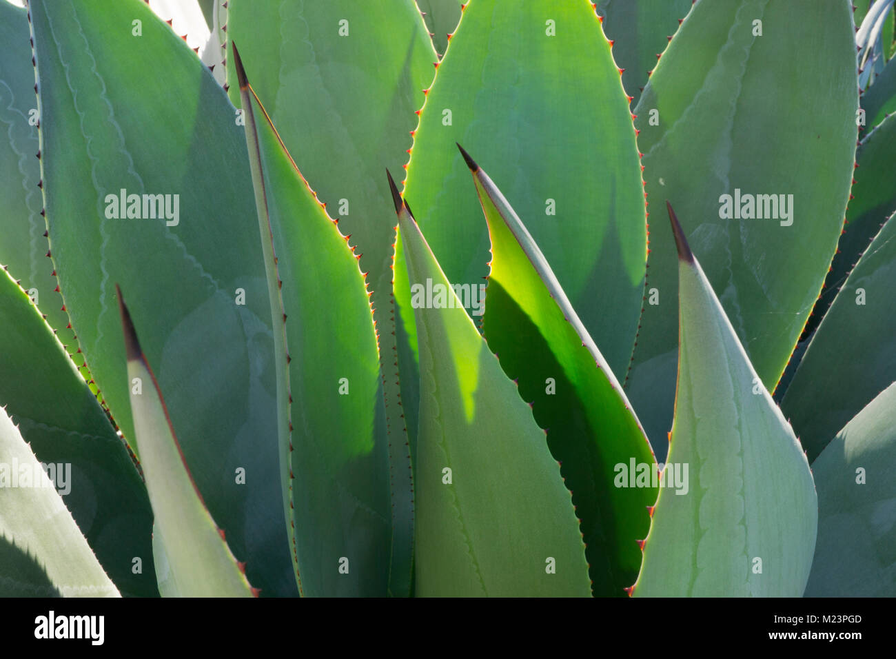 Mescal plant hi-res stock photography and images - Alamy