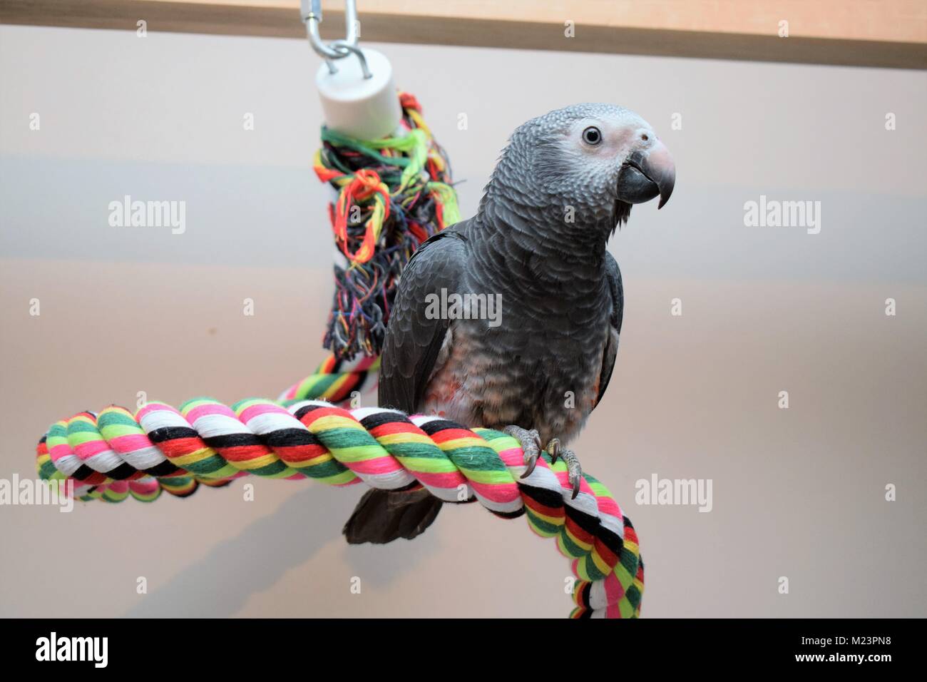 African grey chilling on a rope perch Stock Photo - Alamy