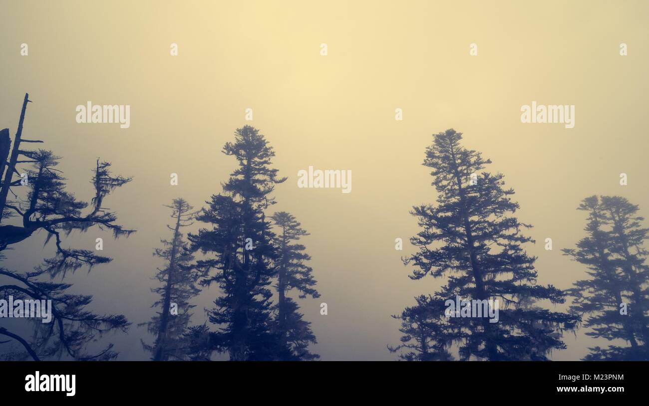 Landscape with fog among pine trees in mountain forest Stock Photo - Alamy