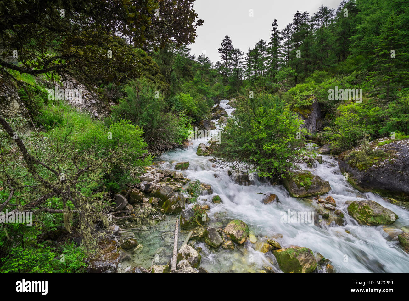 Beutiful nature of stream and forest in Yading national level reserve ...