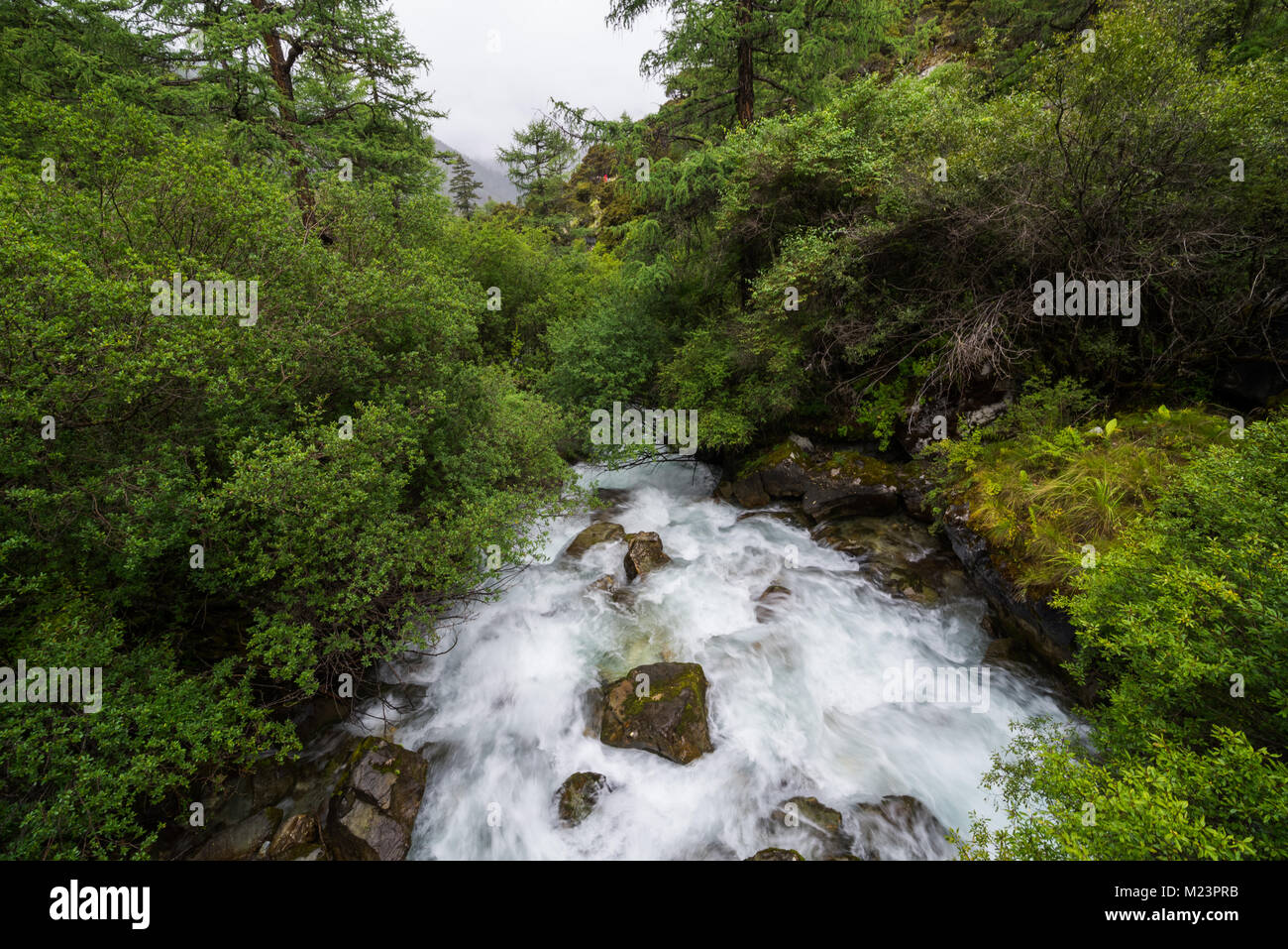 Beutiful nature of stream and forest in Yading national level reserve ...