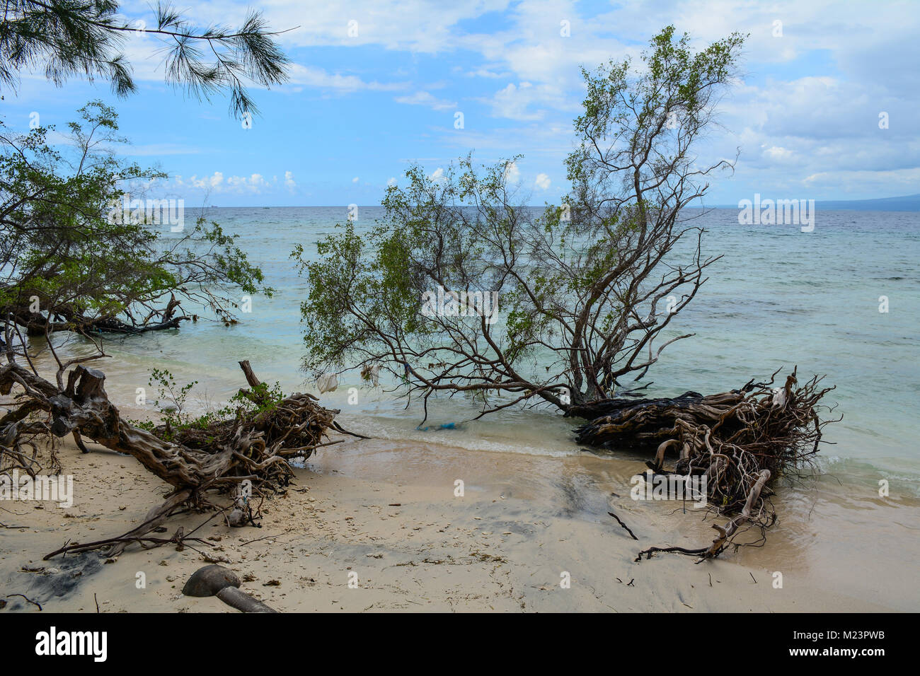 Trees on sand beach in Lombok Island, Indonesia Stock Photo - Alamy