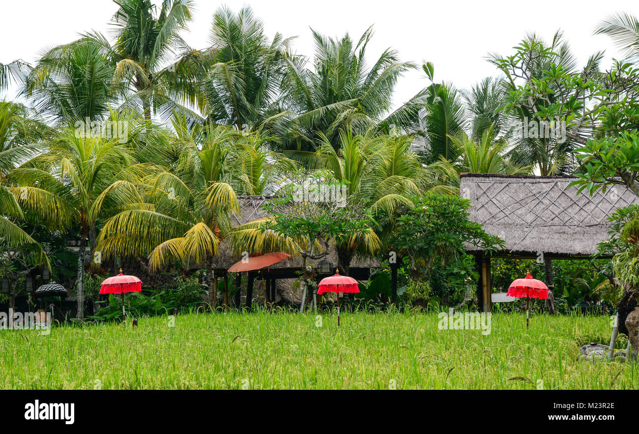 Rice field at ancient village in Bali, Indonesia Stock Photo - Alamy