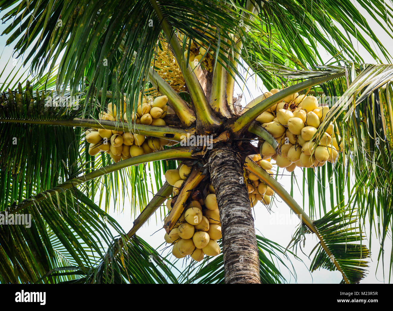 Coconut tree and fruits at sunny day in Bali Island, Indonesia Stock ...