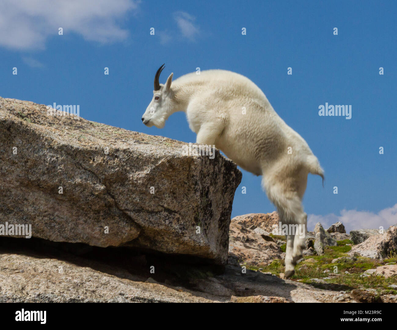 Mountain Goat Jumping