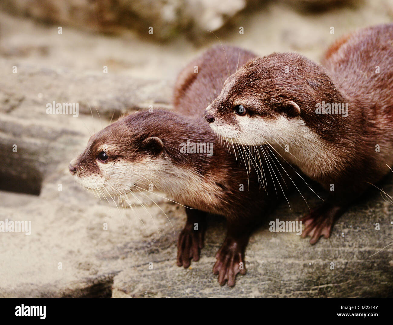 Baby Otters Playing