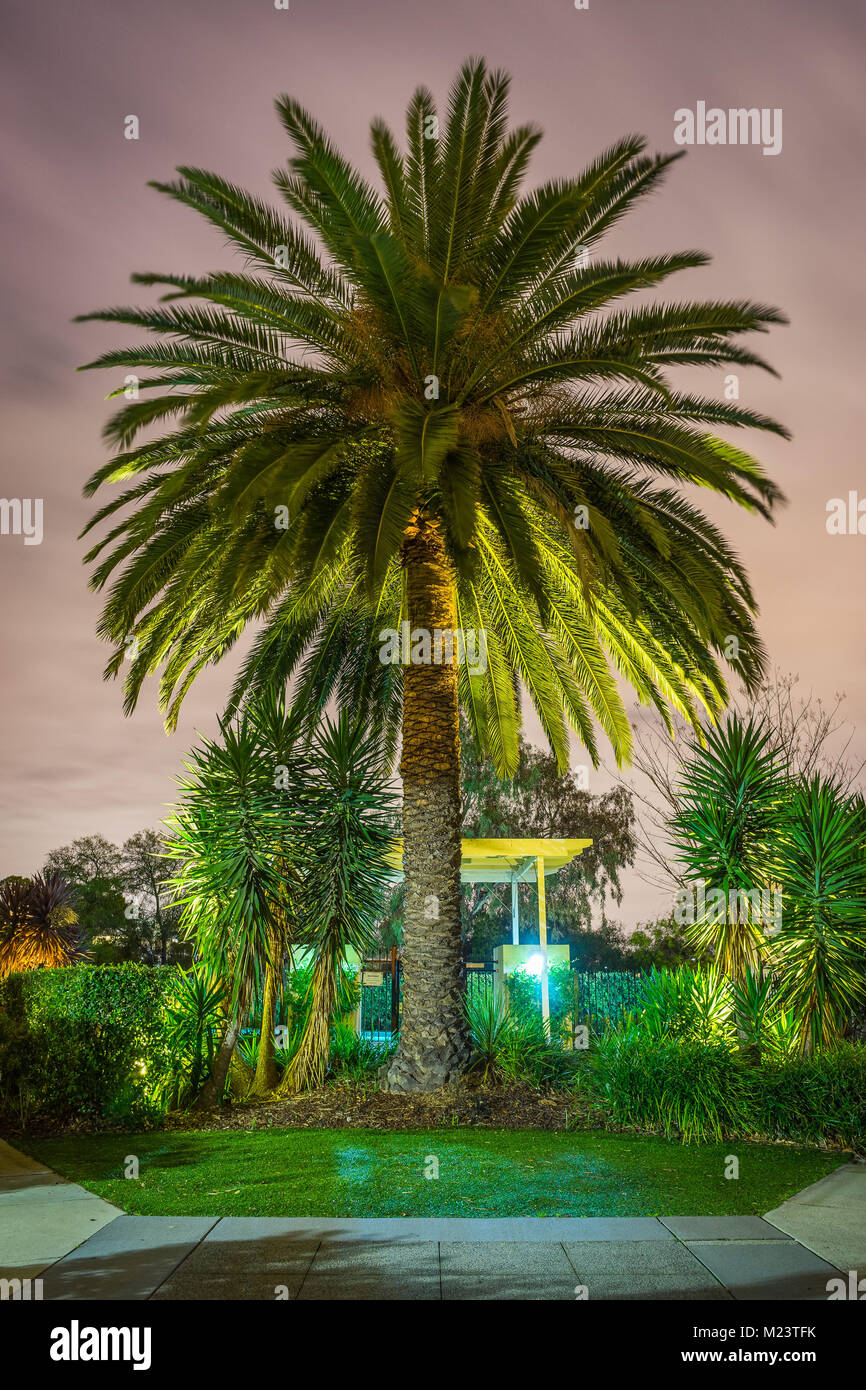 Palm tree at night Stock Photo - Alamy