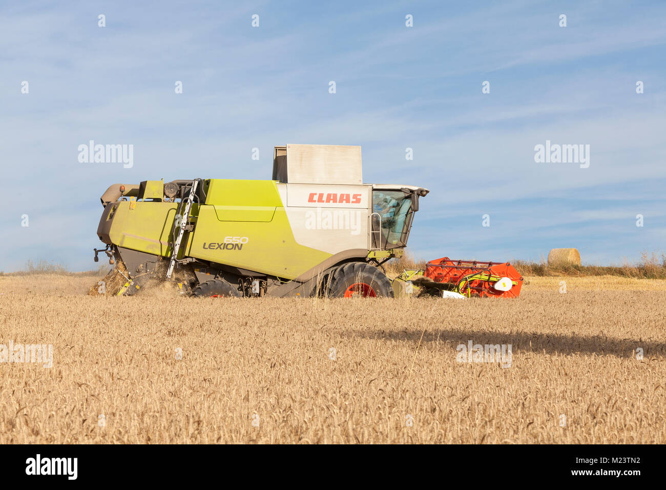 Farmer harvesting wheat, Triticum eastivum, with a Claas Lexion 650 ...