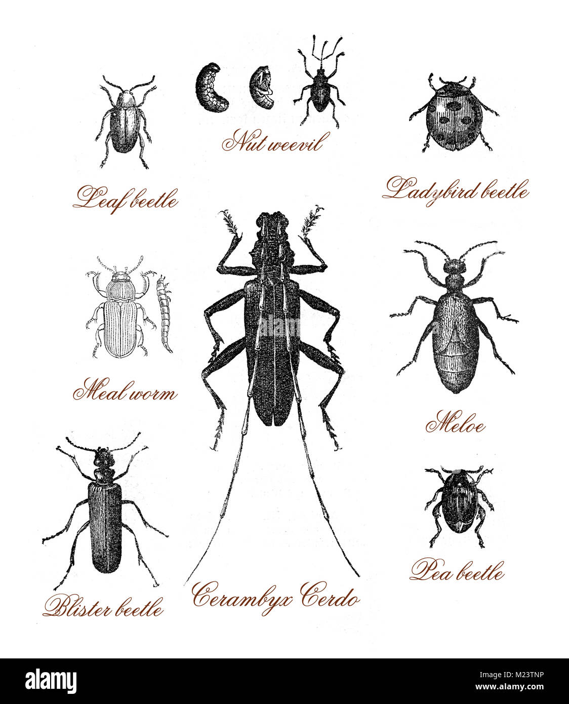 Vintage illustration table with different kind of beetles Stock Photo ...