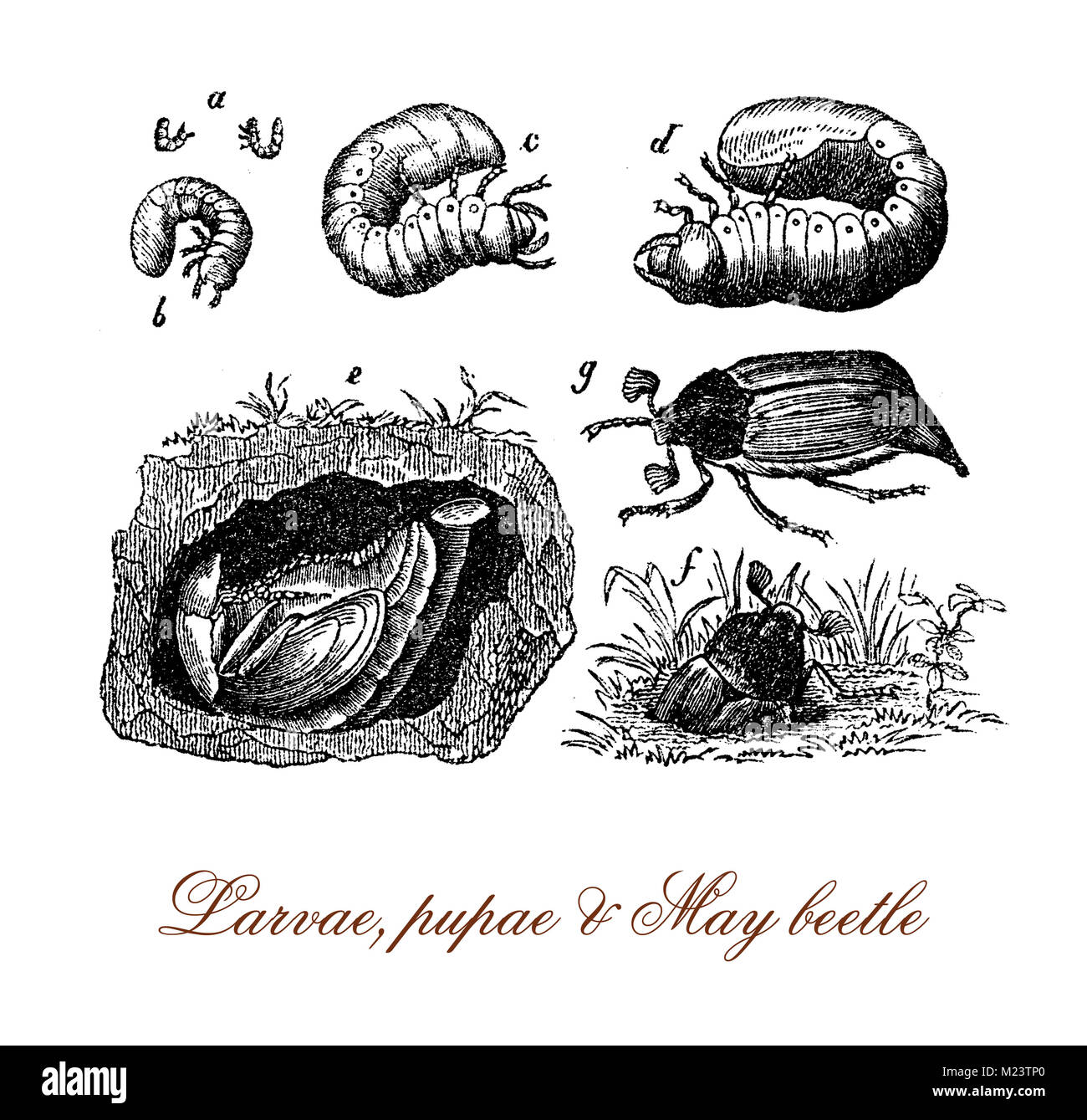 May beetle metamorphosis from larva, pupa to insect, vintage engraving ...