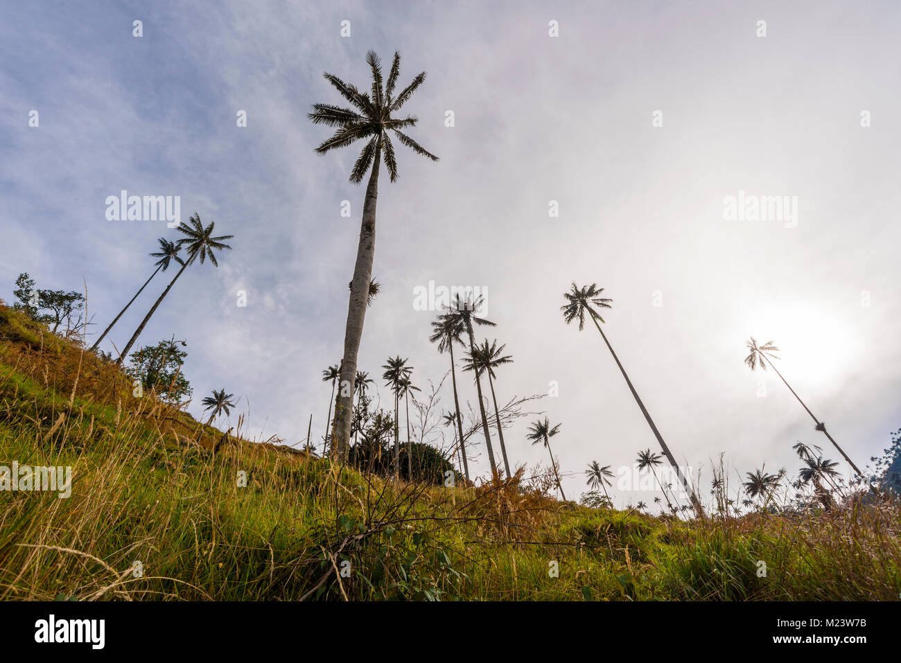 colombia,Salento,Quindío,Valle del Cocora,wax palm, Parque Nacional de ...