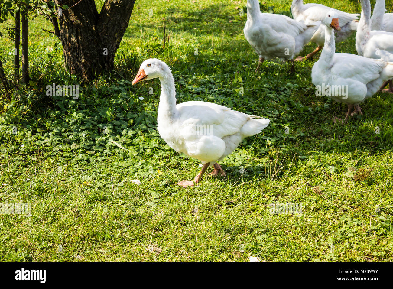 Goose herd hi-res stock photography and images - Alamy