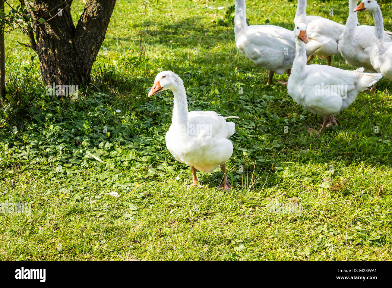 White geese grazing in the garden . Goose acting to protect the herd ...