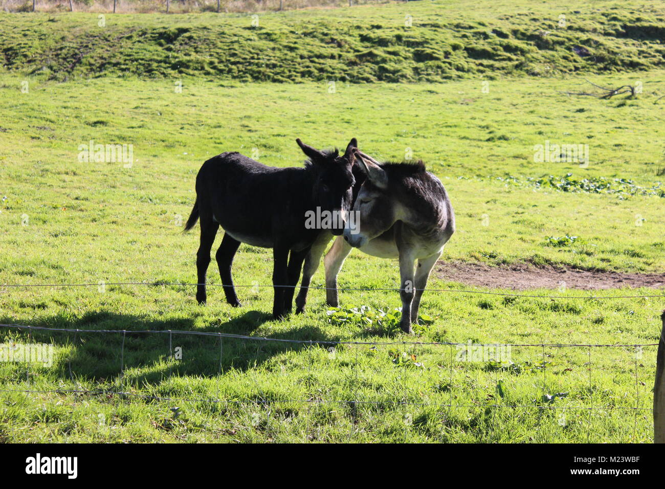 Two friendly donkeys at Doolin Stock Photo - Alamy