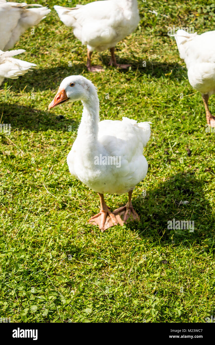 White geese grazing in the garden . Goose acting to protect the herd ...