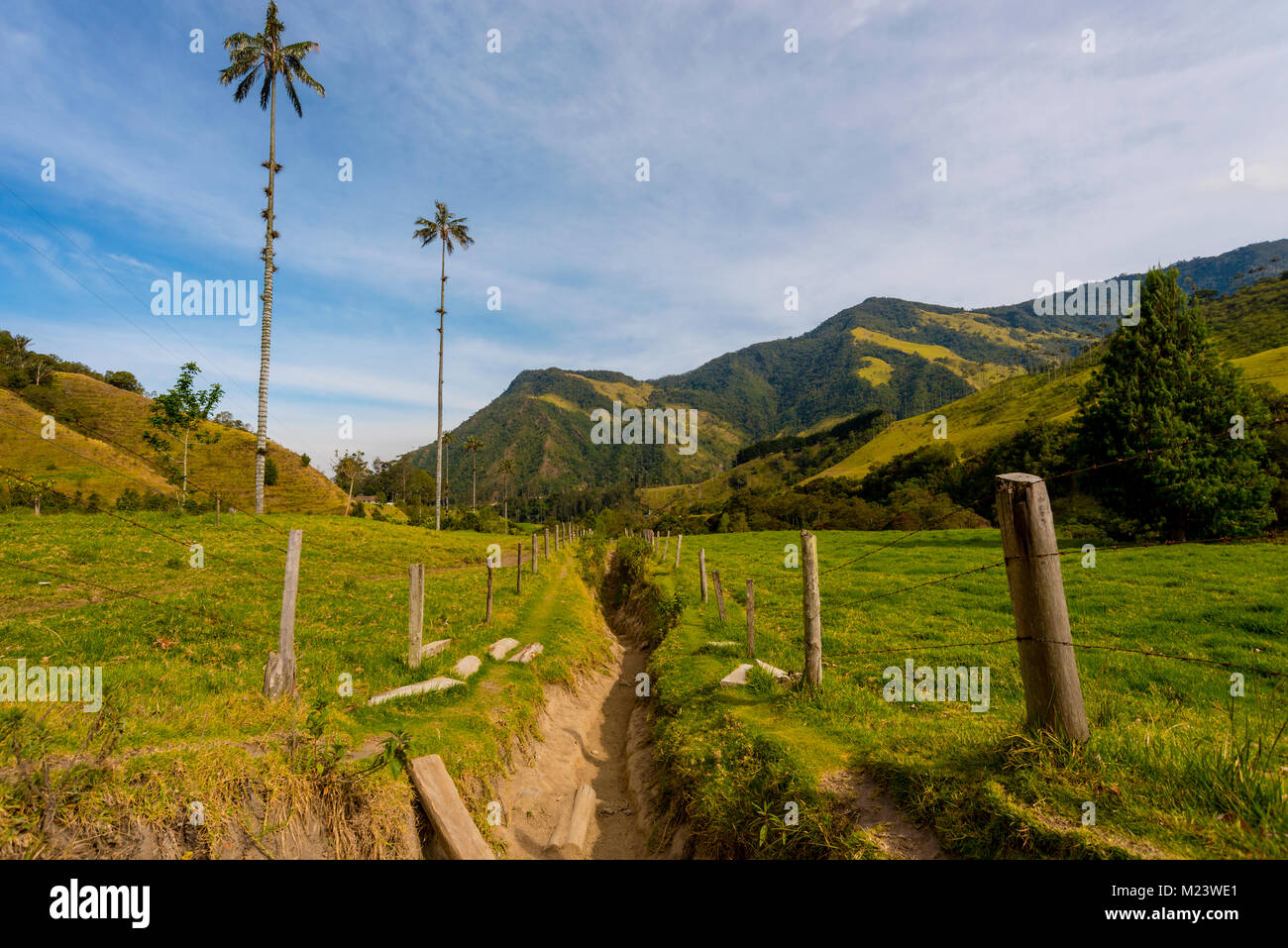 colombia,Salento,Quindío,Valle del Cocora,wax palm, Parque Nacional de ...