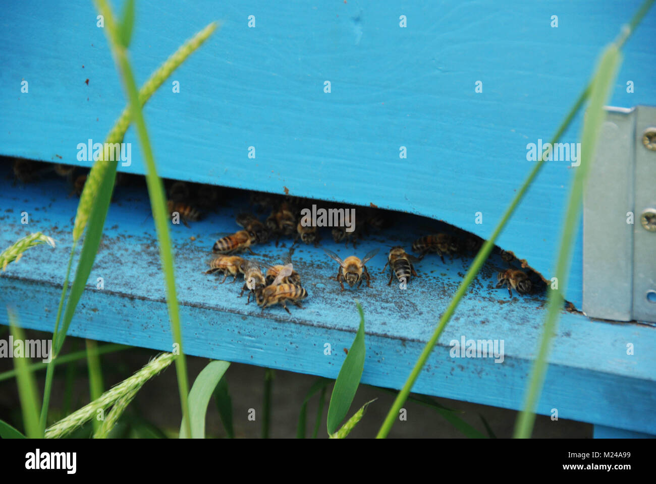 Swarm bees in front beehive hi-res stock photography and images - Alamy