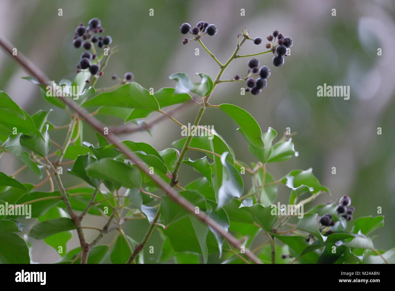 Poison ivy berries hi-res stock photography and images - Alamy