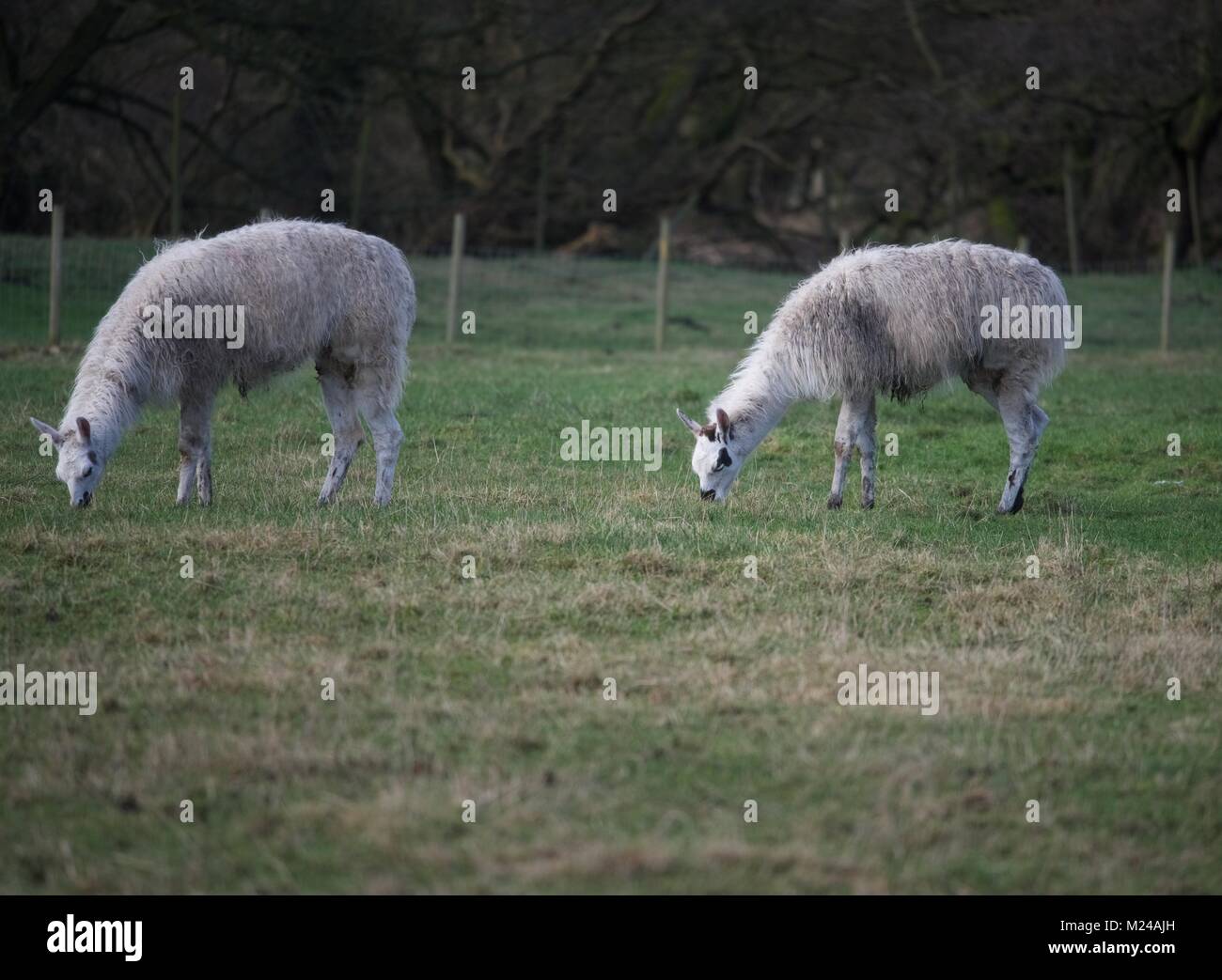 Two llamas hi-res stock photography and images - Alamy