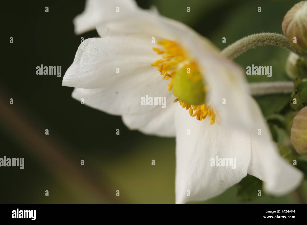 Anemone flower in many colors Stock Photo - Alamy