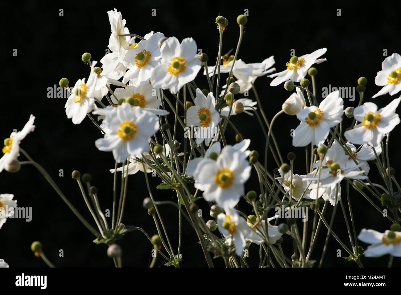 Anemone flower in many colors Stock Photo - Alamy