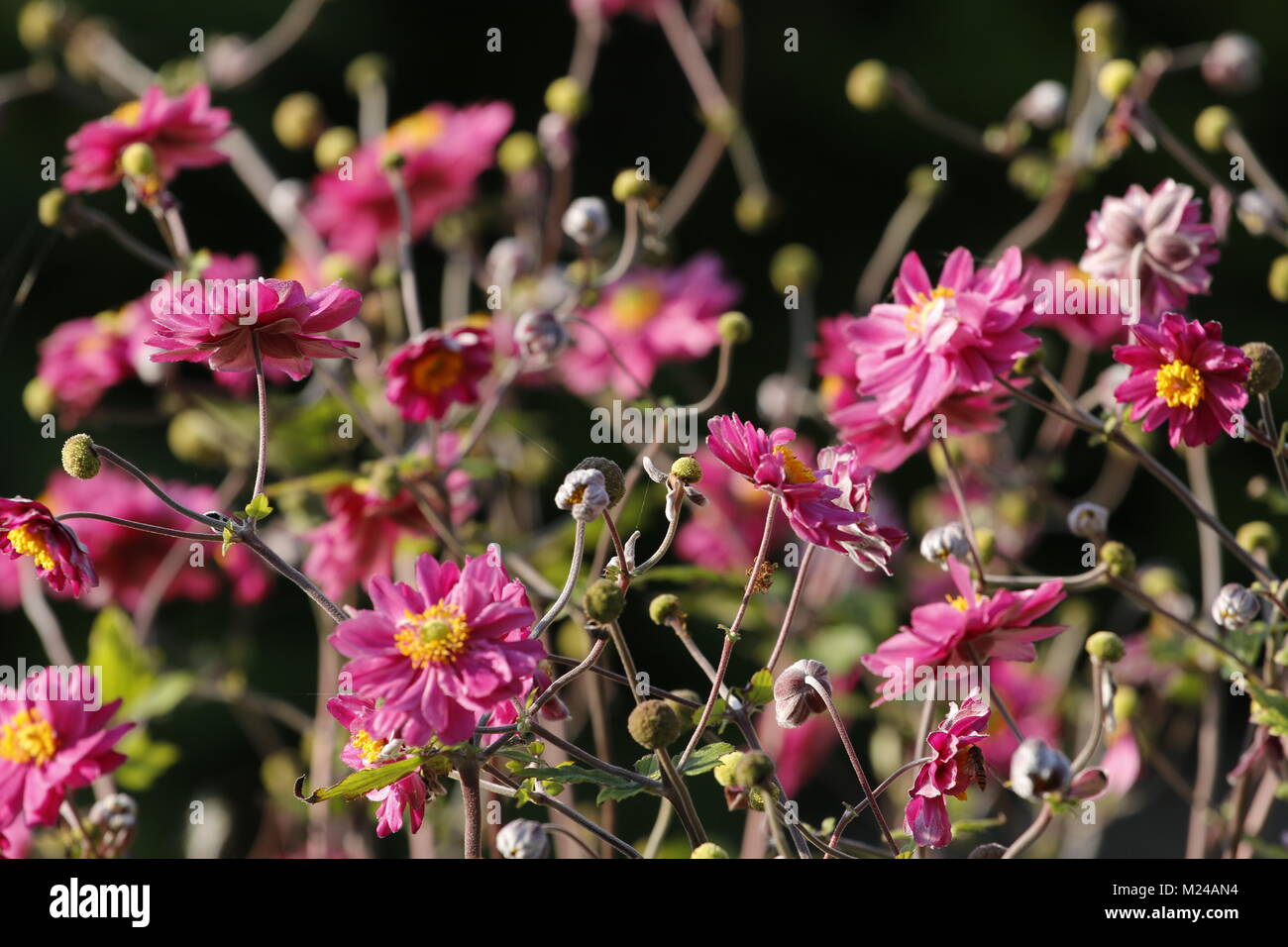 Anemone flower in many colors Stock Photo - Alamy