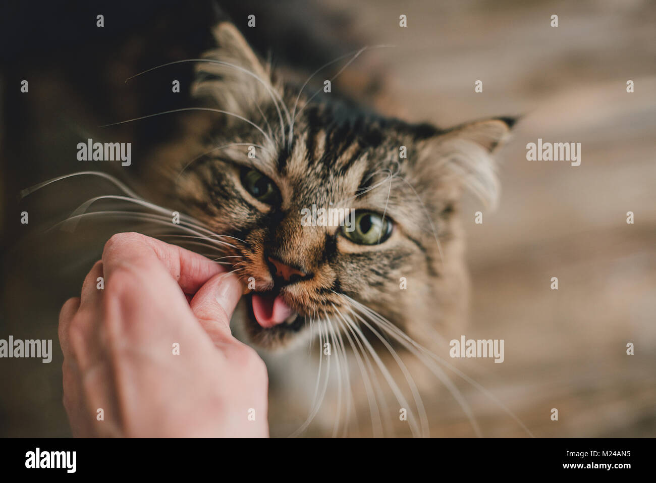 Gray kitten cat with stripped fur chest Stock Photo - Alamy