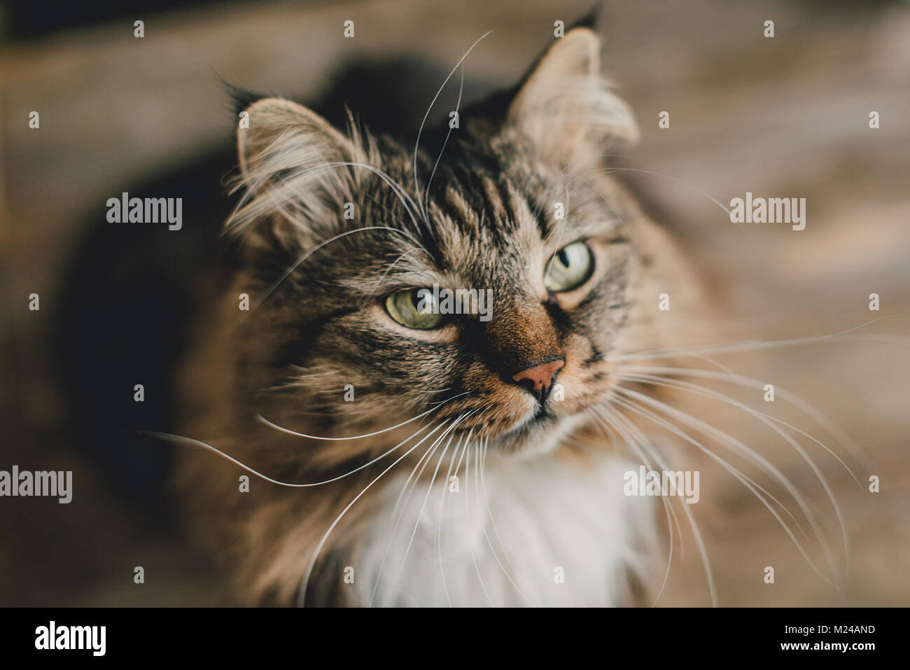 Gray kitten cat with stripped fur chest Stock Photo - Alamy