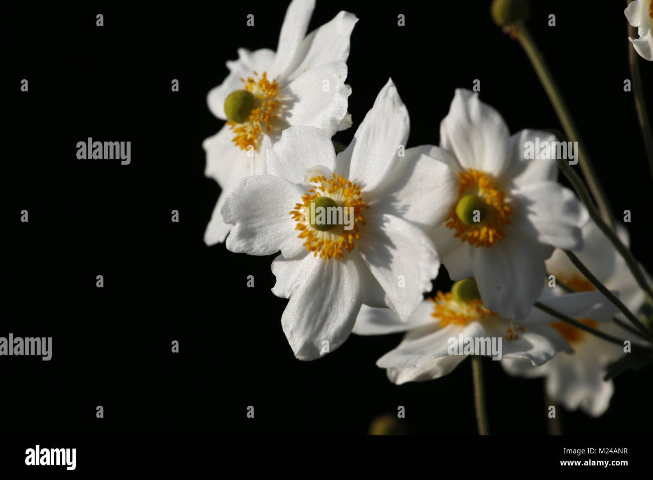 Anemone flower in many colors Stock Photo - Alamy