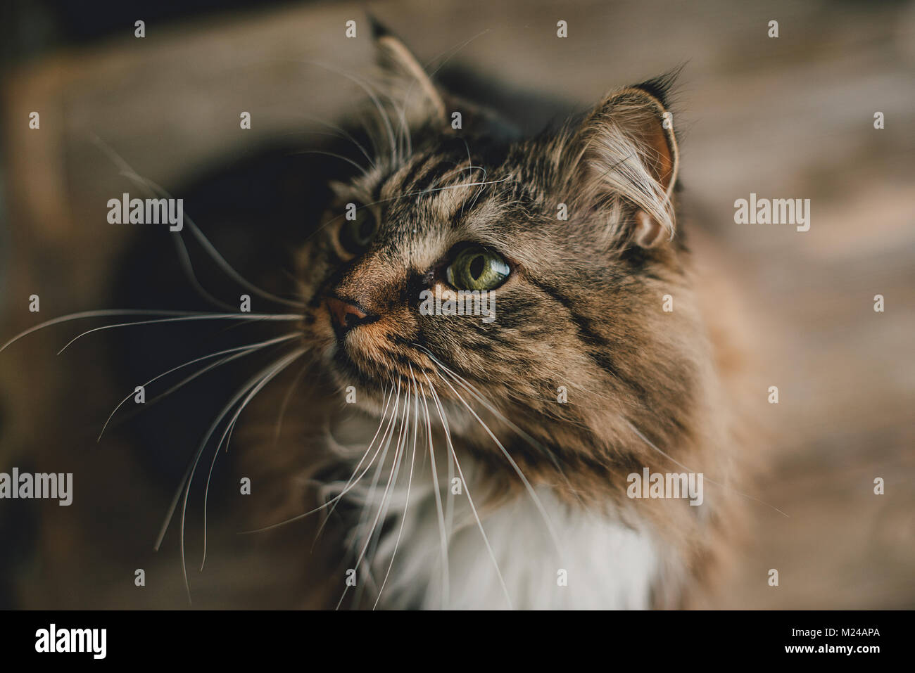 Gray kitten cat with stripped fur chest Stock Photo - Alamy