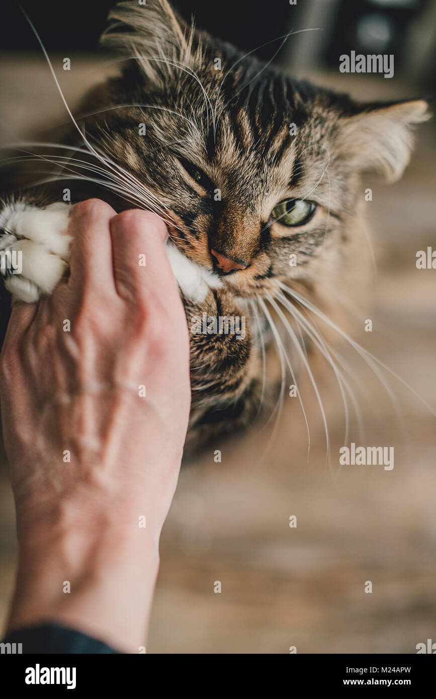 Gray kitten cat with stripped fur chest Stock Photo - Alamy