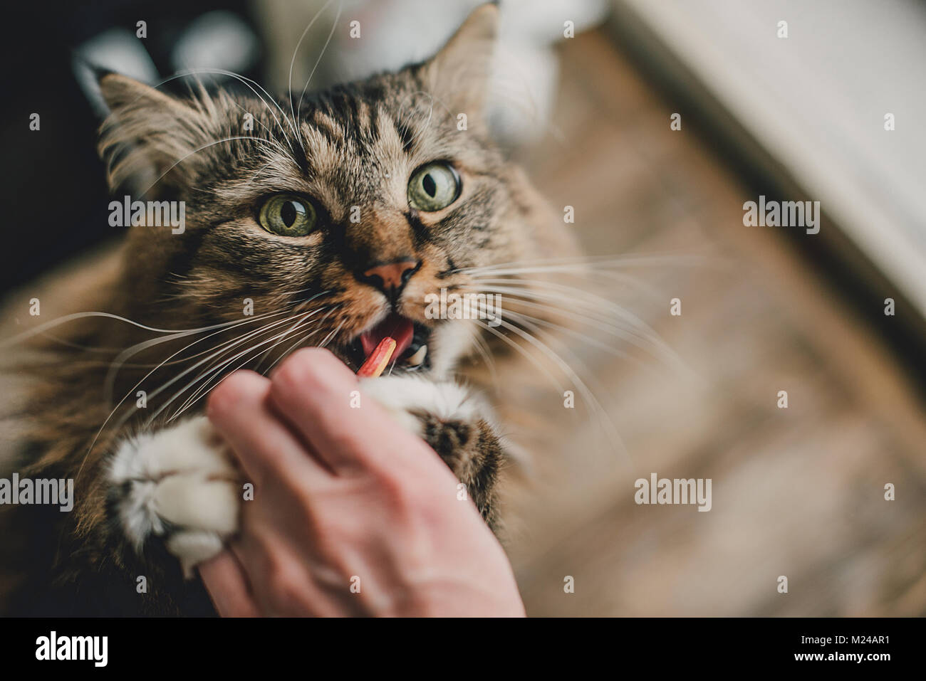 Gray kitten cat with stripped fur chest Stock Photo - Alamy