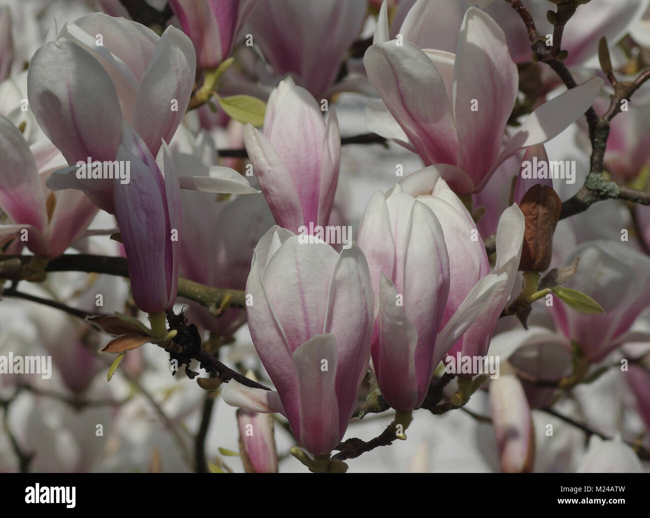 Marvelous colour hi-res stock photography and images - Alamy