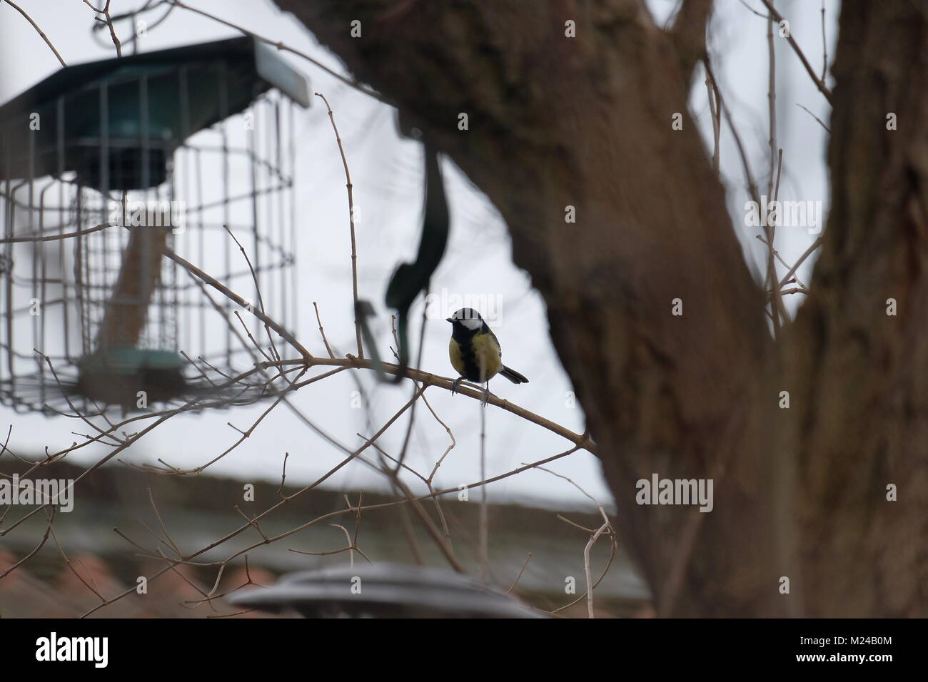 woodland bird in tree Stock Photo - Alamy