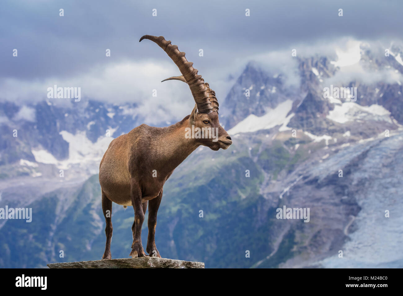 Ibex, Range of Mont Blanc. French Alps Stock Photo - Alamy