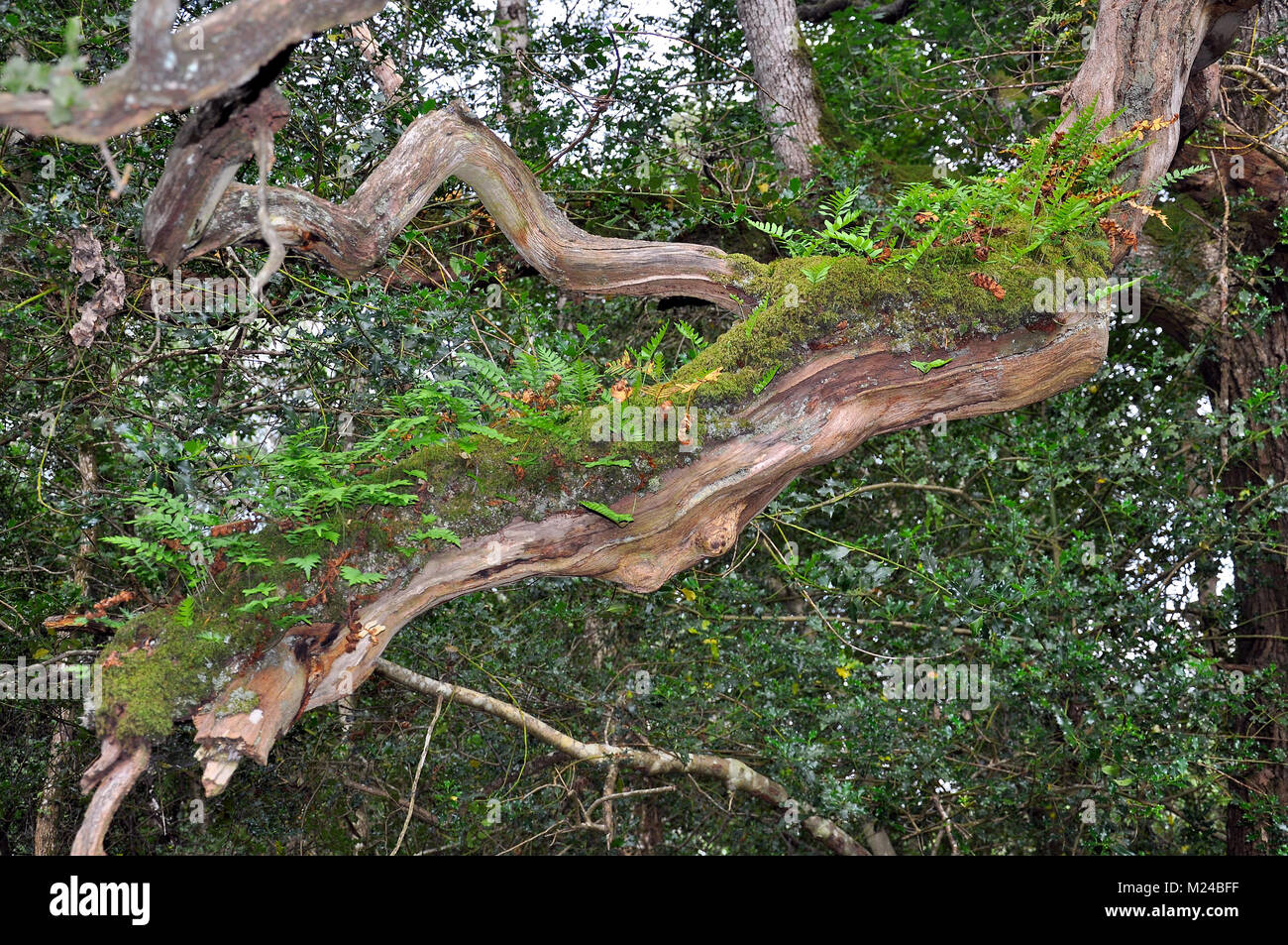Ferns growing on a tree branch, New Forest National Park Stock Photo ...