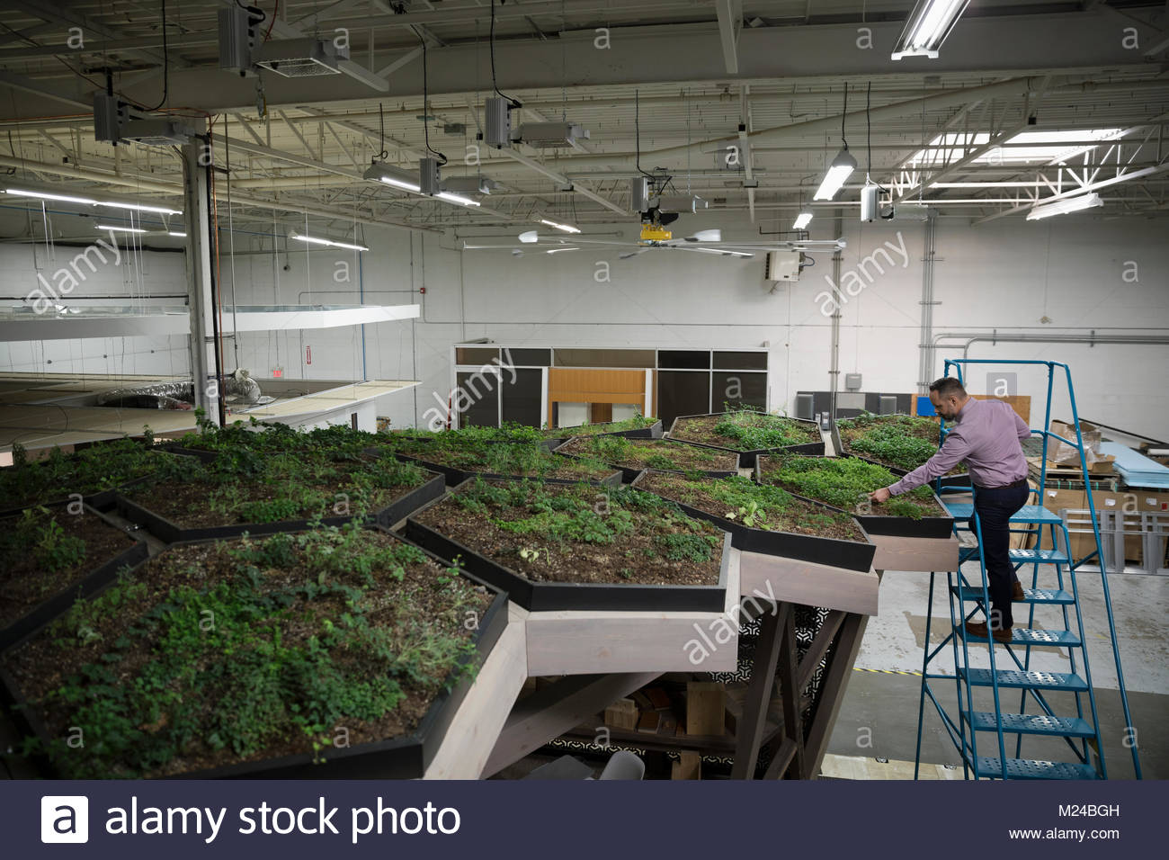 Botany experiment hi-res stock photography and images - Alamy