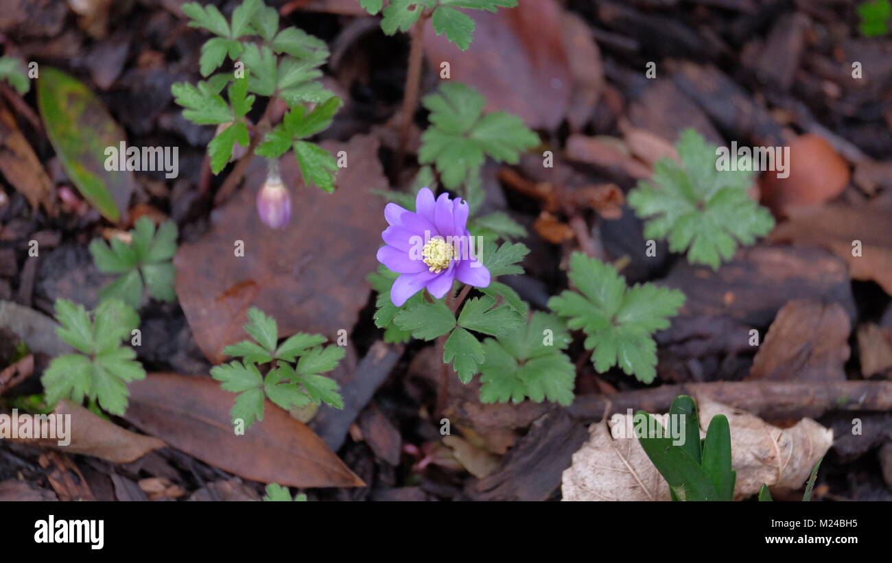 first flowers purple blooms Stock Photo - Alamy