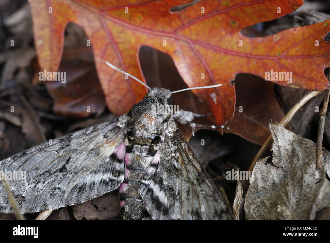 Forest floor moth hi-res stock photography and images - Alamy