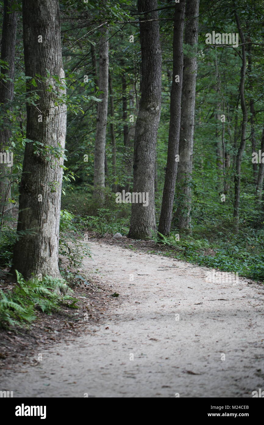 A peaceful and beckoning forest path Stock Photo - Alamy