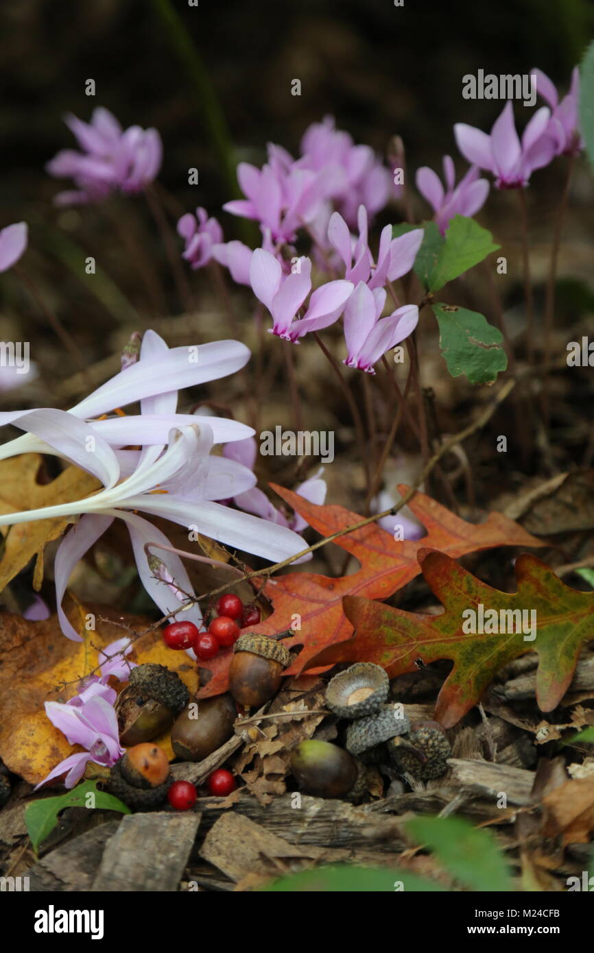 Collection of natural treasures on the forest floor Stock Photo - Alamy