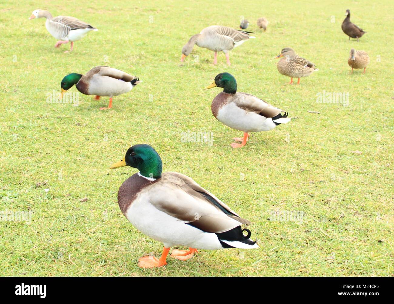 Company of Mallards Stock Photo - Alamy